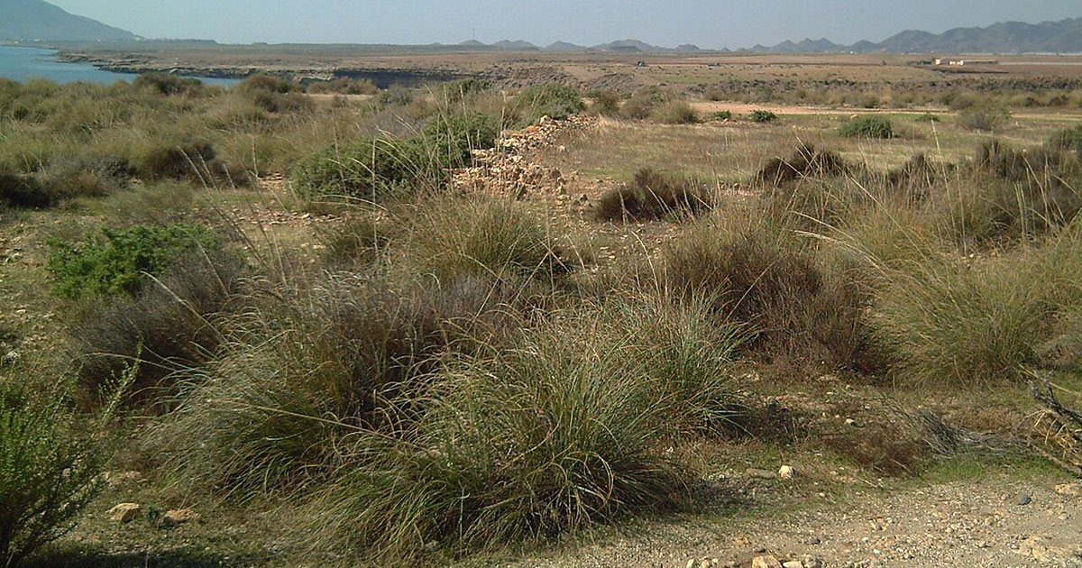 Démarrage de la saison de récolte de la Halfa en Tunisie : enjeux ...