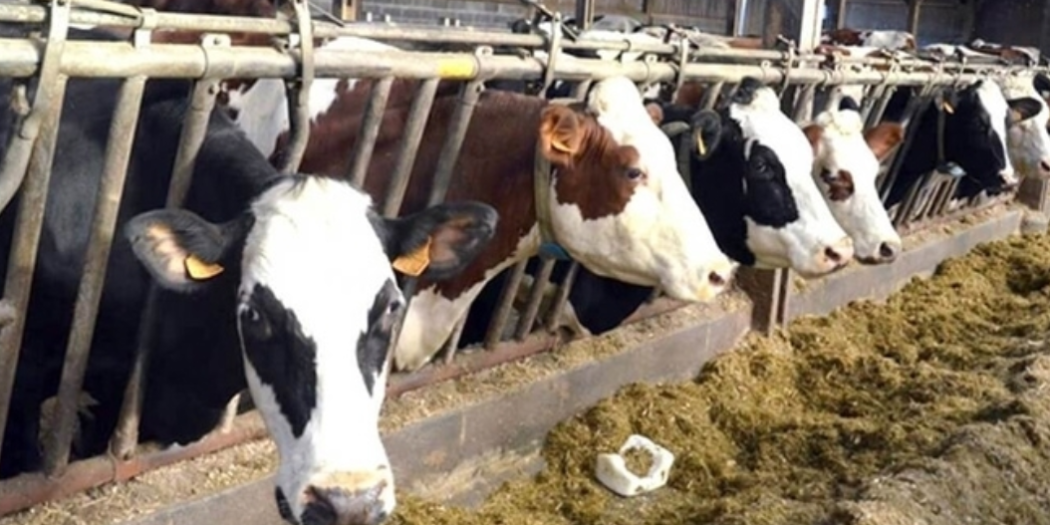 Tunisie : des primes exceptionnelles pour sauver le cheptel bovin et ...