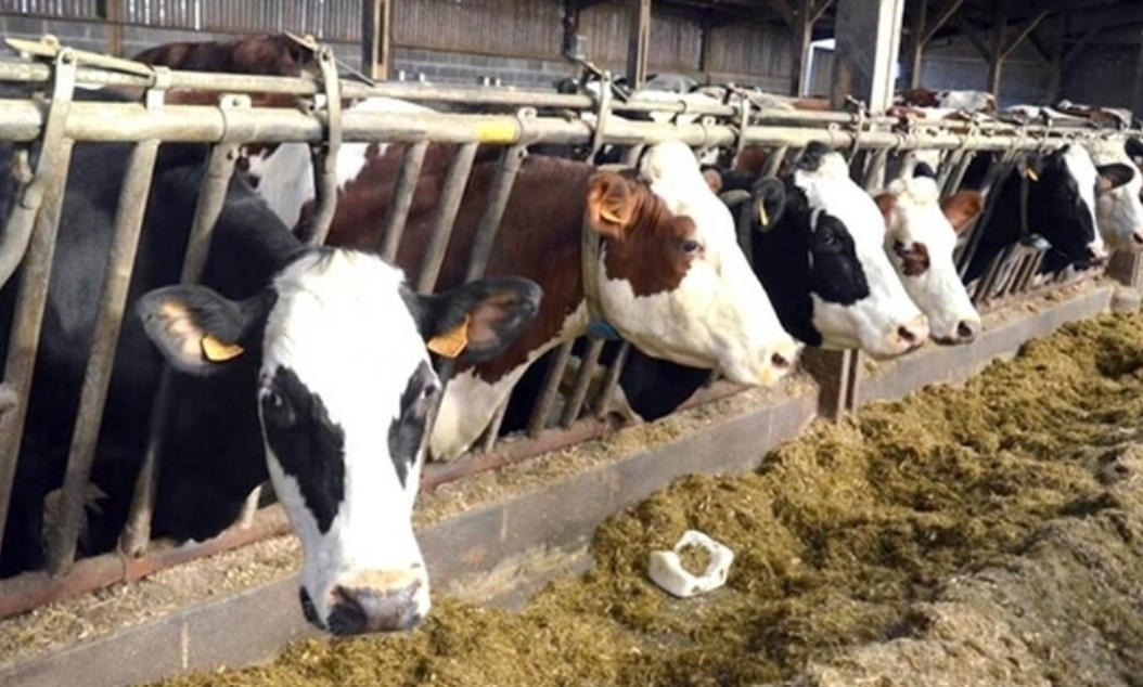 Tunisie : des primes exceptionnelles pour sauver le cheptel bovin et ...