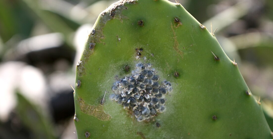 Cochenille du cactus : La Tunisie mise sur des solutions biologiques et ...
