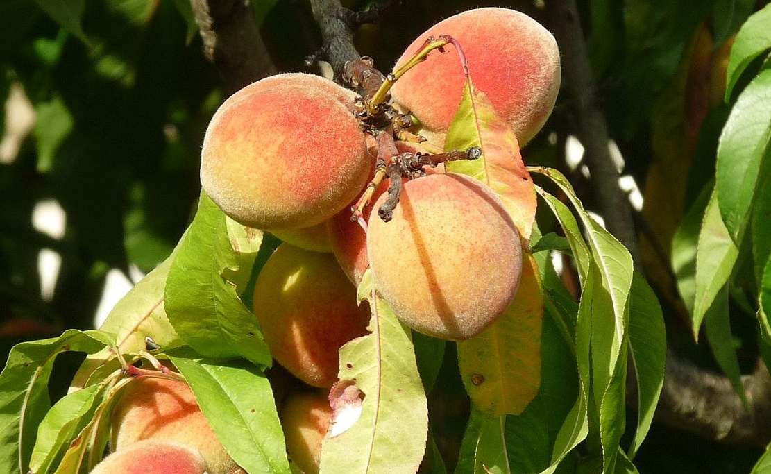 Les fruits à noyaux connaissent une légère progression – AgriTunisie.com